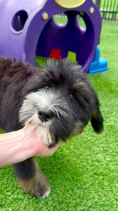 Isabela Multigen Bernedoodle Youtube