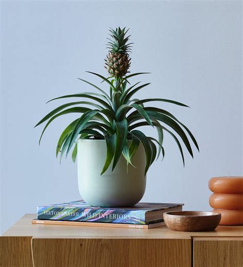 Indoor Pineapple Plant