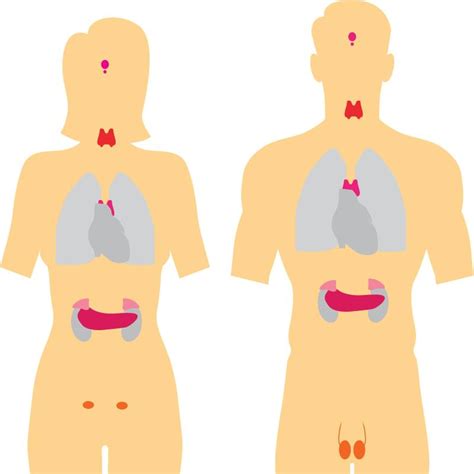 Healthy Builds Inc On Linkedin Sex Hormones Modulate The Immune