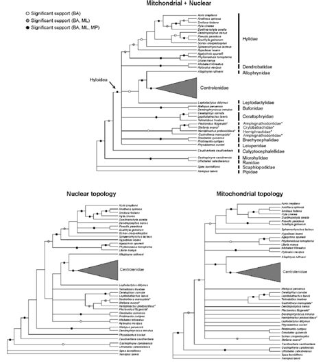 Schematic Trees Summarizing Relationships Between Centrolenidae And