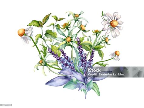 세이지 허브 식물 하얀 배경에 분리된 비덴스 삼중 수채화 그림 샐비어 쐐기풀 카모마일 데이지 유용한 꽃 손으로 그렸습니다 라벨 패키지 엽서 카드 디자인 수채화에 대한 스톡