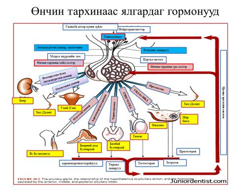 Vetart Өнчин тархинаас ялгардаг дааврууд