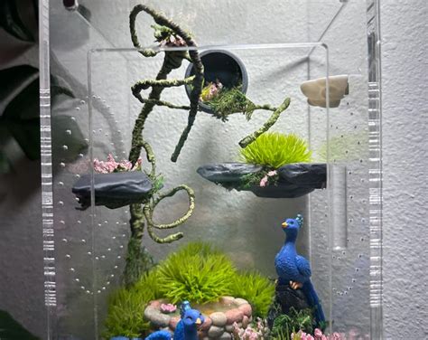 Peacock Enclosure Etsy