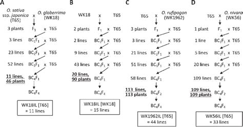 Development Of Introgression Lines Of Oryza Glaberrima O Rufipogon