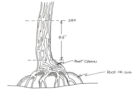 3 2 Determining Tree Diameter Forest Measurements