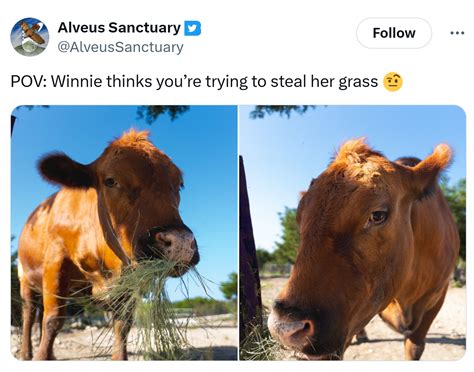Winnie The Cow Is The Latest Streaming Star On Twitch