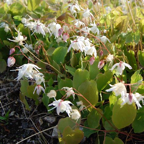 Epimedium X Youngianum Yenomoto Van Berkum Nursery