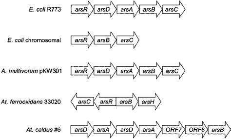 Gene Sequences Of The Three Sequenced Ars Operons From Acidophilic
