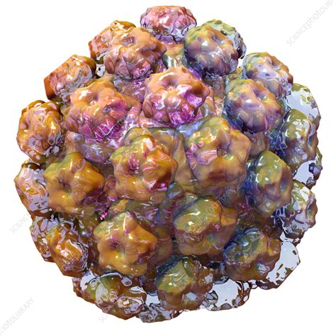 Human Papilloma Virus Particle Illustration Stock Image C0591745