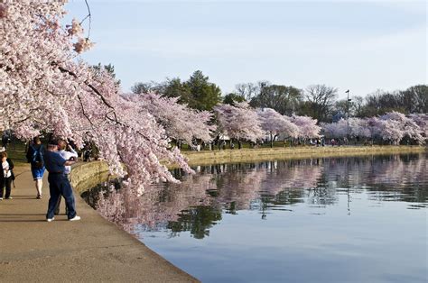 Looking N At Tidal Basin 2013 04 09 Tim Evanson Flickr