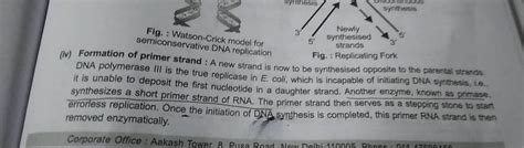 Fig Watson Crick Model For Semiconservative Dna Replication Fig Rep