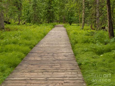 Boreal Forest Taiga Boardwalk Northern Bc Canada Photograph By Stephan