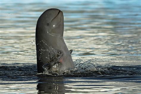 In Search Of The Irrawaddy Dolphin Dolphin Spotting In Kratie
