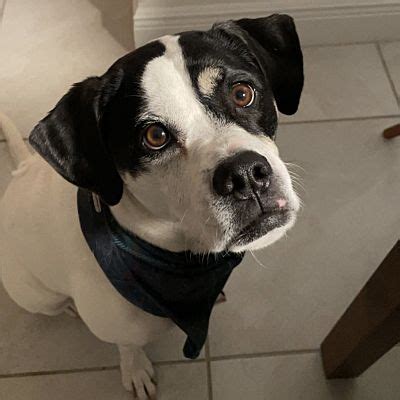 Plantation FL Rhodesian Ridgeback Pointer Meet Oreo A Pet For Adoption AdoptaPet Com