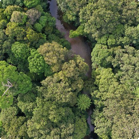 The Story Of Borneo Rainforest A Living Legacy Complete