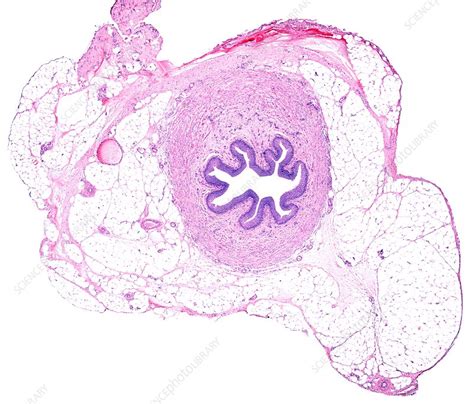 Ureter Light Micrograph Stock Image C048 9049 Science Photo Library