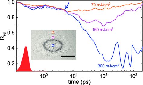 Temporal Evolution Of The Relative Reflectivity At Different Positions Download Scientific