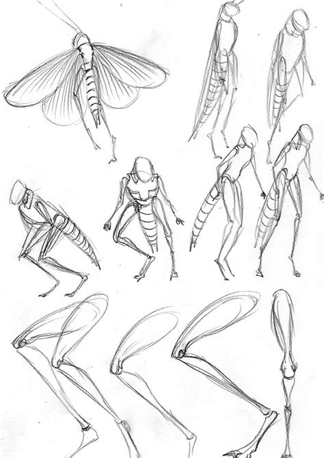 Grasshopper Man 2 Ideias Para Personagens Tutorial De Desenho Base