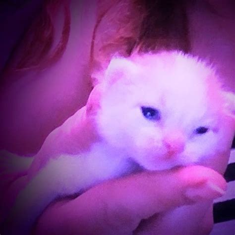 Amy Antonacci Cafe Cocos Cafe Coco Linkedin