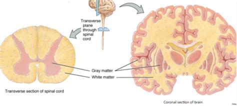 Cognition Lab Midterm Flashcards Quizlet