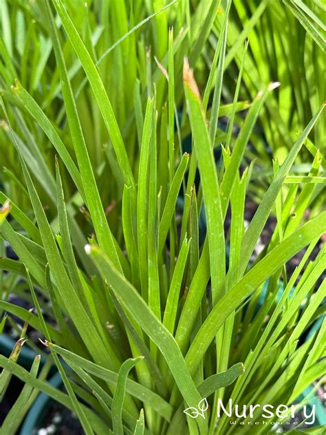 Lomandra Lime Tuff Hardy Grass With Lime Foliage Nursery Warehouse Nursery Warehouse Pty Ltd
