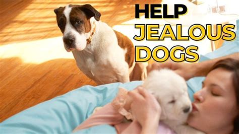 Do Dogs Get Jealous of New Puppies?Canine Jealousy and How to Handle? - YouTube