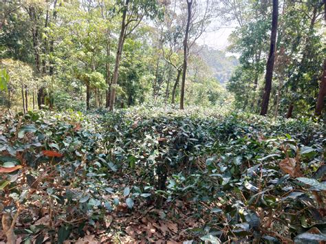 သံတောင်ကြီးဒေသတွင် လက်ဖက်စိုက်ပျိုးသူများပိုမိုများပြားလာ Information