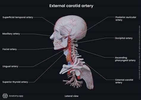 External Carotid Artery Anatomyapp
