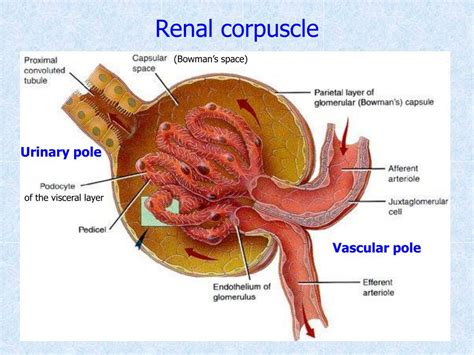 Glomerular Vascular Pole