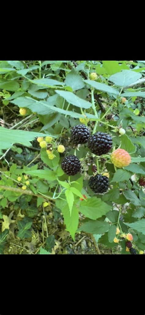 Black Raspberry Question Rforaging