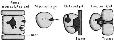 Function Of V Atpases In Disease V Atpases In Renal Intercalated Cells Download Scientific