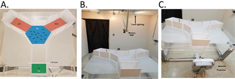 Y Maze Domain A Image Of The Y Maze Apparatus For Decision Making Download Scientific Diagram