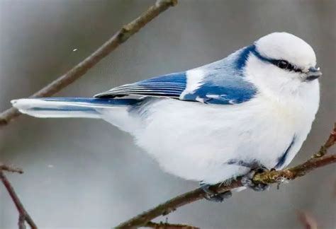 19 Types Of Tit Birds With Pictures And Identification
