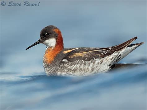 Steve Round Wildlife Photography Red Necked Phalaropes From Iceland