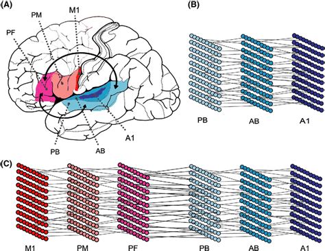 Model Architecture And Their Brain Structural Basis A Six Different Download Scientific