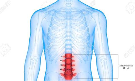 Section 1 Chapter 3 Anatomy Of The Lumbar Nerves Wheeless Textbook
