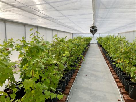 Vitis Rauscedo Production Of Grafted Vines