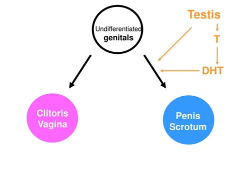 PPT Sexual Differentiation PowerPoint Presentation Free Download ID 3400628