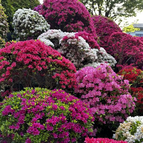Nezu Shrine Azalea Festival Tokyo Spring Guide