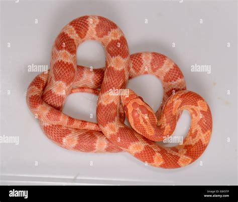 Beautiful Amelanistic Hatchling Corn Snakepantherophis Guttatus In