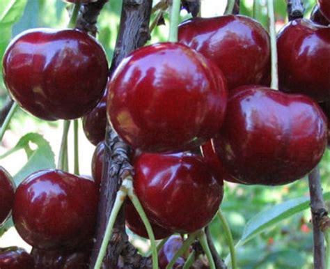 Лучшие сорта черешни для Средней, Центральной полосы и Кавказа