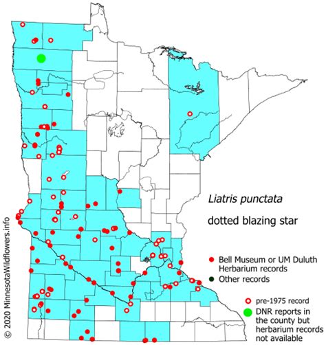 Liatris Punctata Prairie Restorations Inc