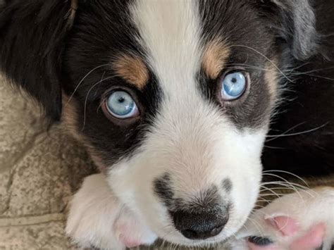 Australian Shepherd Puppy With Blue Eyes