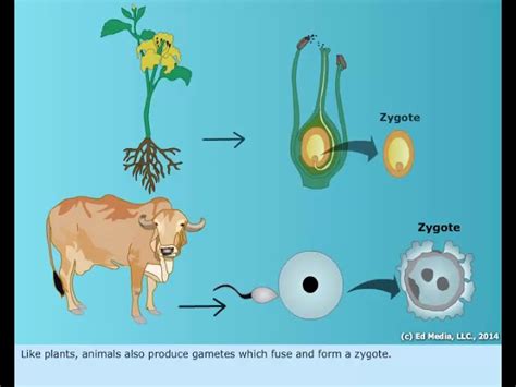 Sexual Reproduction In Plants And Animals