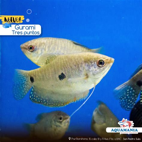¡nueva Especie 🎊 ¡gurami Azul O Tres Aquamania Honduras