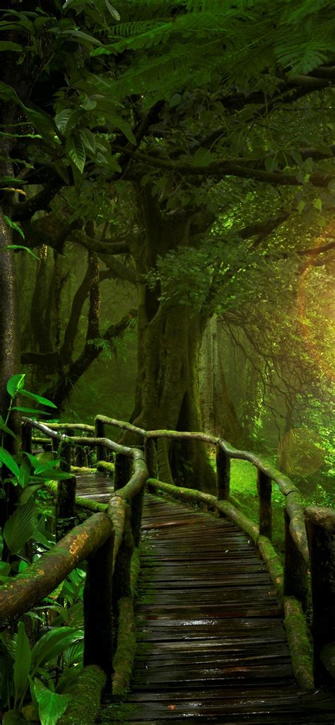 Jungle Wallpaper Hd For Mobile Phone