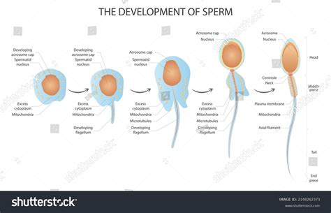 Development Sperm Spermatozoon Anatomy Medical Vector Stock Vector