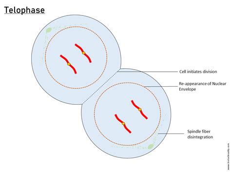 Filediagram Of Mitosissvg Wikimedia Commons