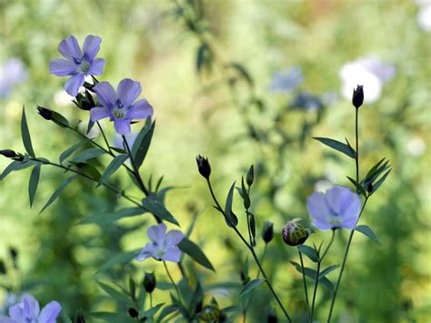 25 Best Landscaping Flowers For Colorado