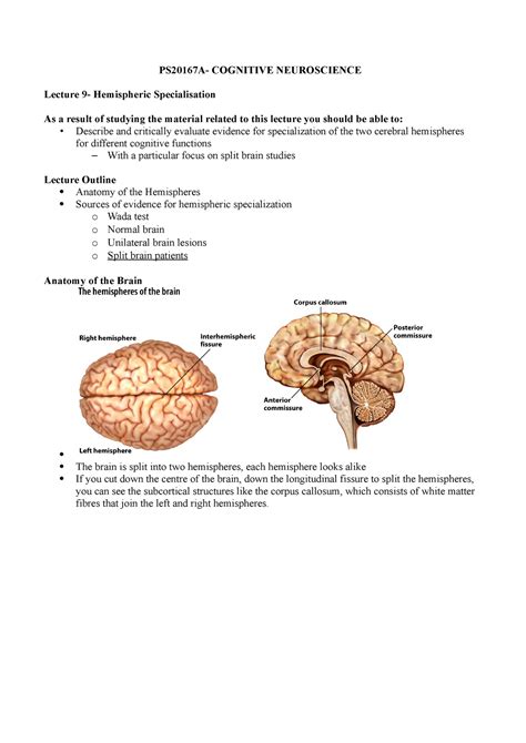 Lecture 9 Hemispheric Specialisation Ps20167a Cognitive Neuroscience Lecture 9 Hemispheric